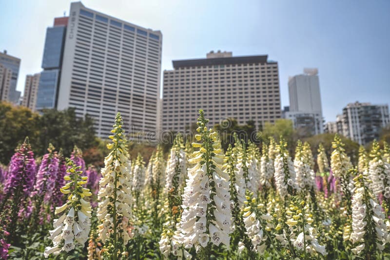 March 10 2023 a Foxglove Flowers, Fresh Blooming at Spring Editorial ...