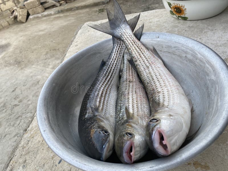 Fresh Mullet Fish for Cooking Stock Image - Image of angler, bhfyp ...