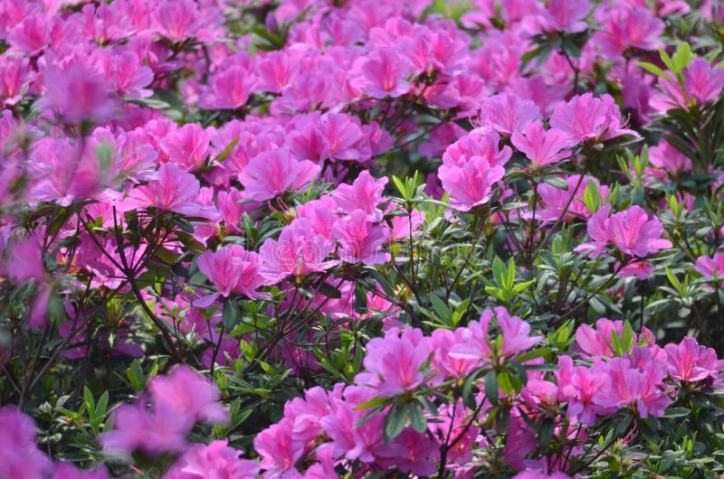 16 March 2013 Hong Kong Flower Show , the Spring Event Stock Photo ...