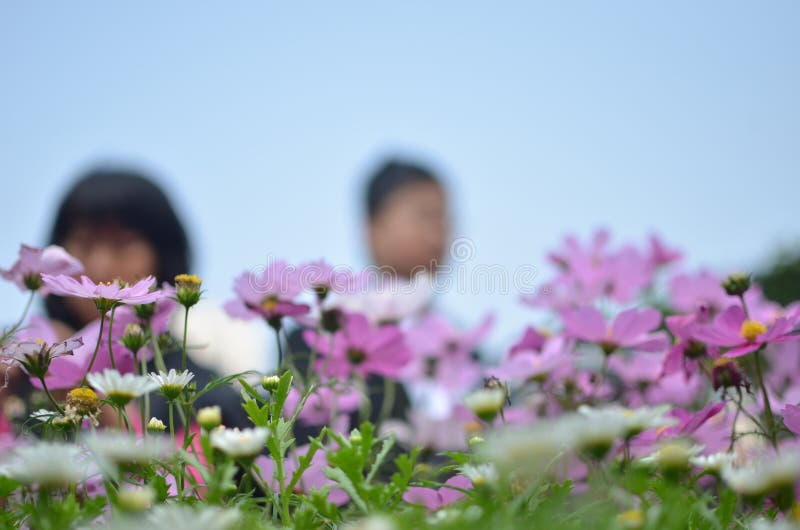 16 March 2013 Hong Kong Flower Show , the Spring Event Stock Photo ...