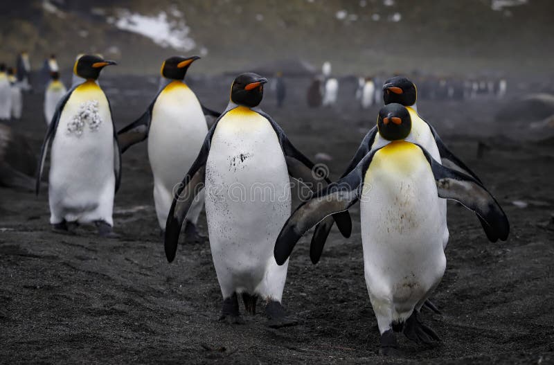 29,140 Penguins Photos - Free & Royalty-Free Stock Photos from Dreamstime