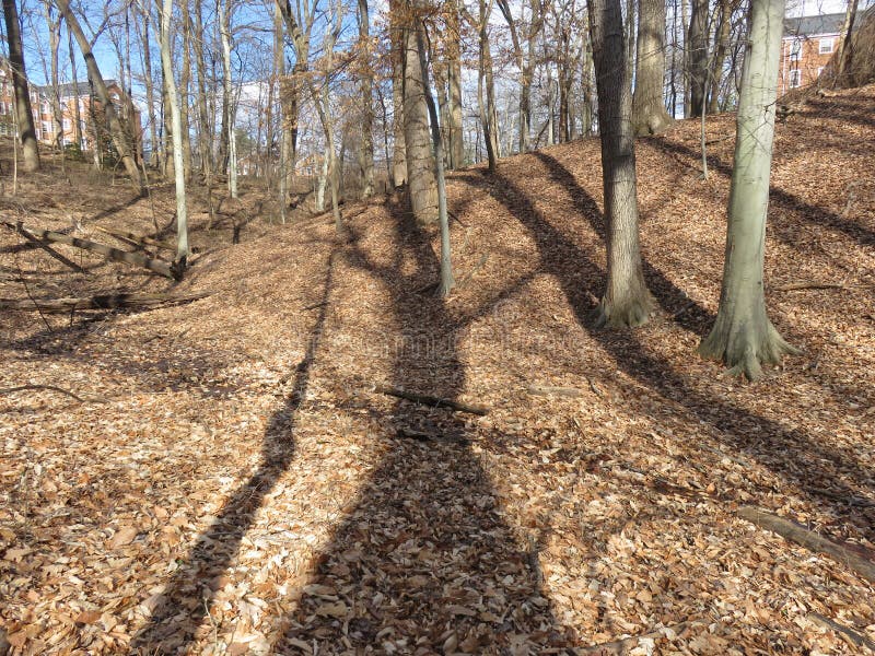 March Landscape in the Forest in Winter Stock Photo - Image of ...