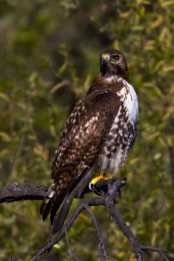 Hawk (Red Tailed) Perched in Tree in Ojai California Stock Photo ...