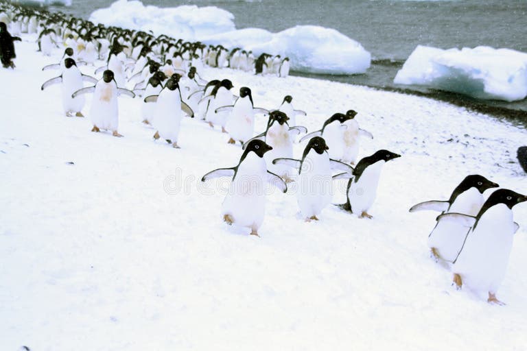 March of the Penguins stock image. Image of arctic, rocks - 1748093