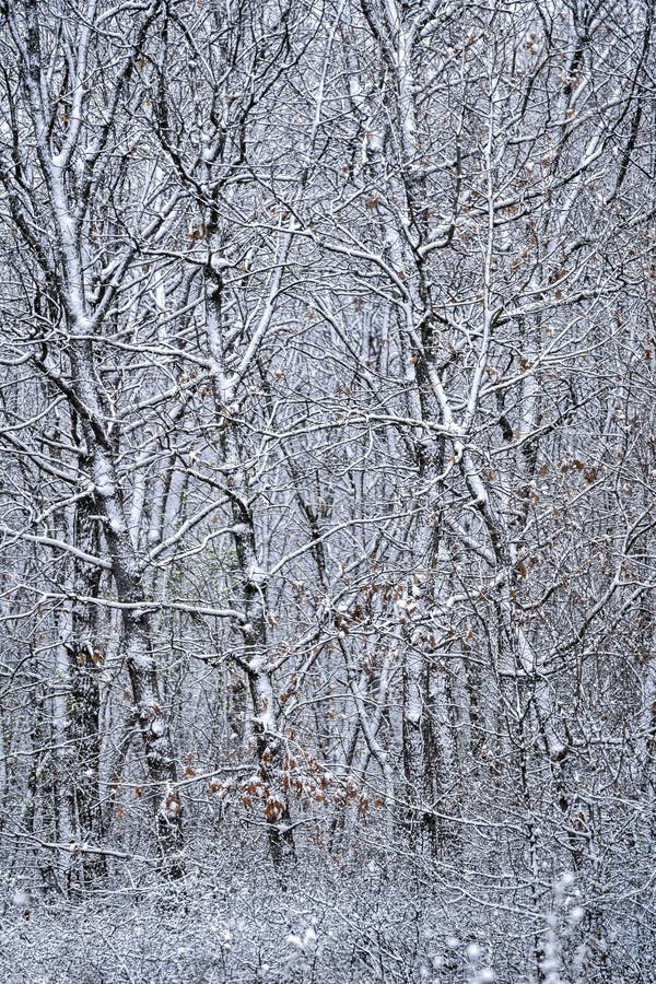 March snow in the forest stock image. Image of freeze - 176546509