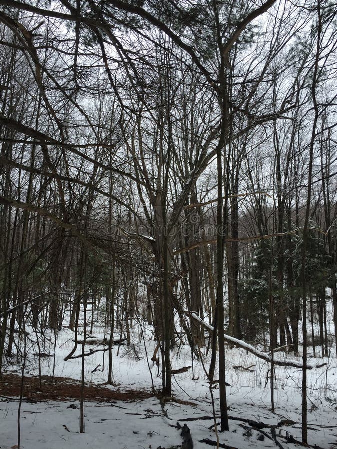 March snow stock image. Image of snowfall, snow, reflection - 88838263