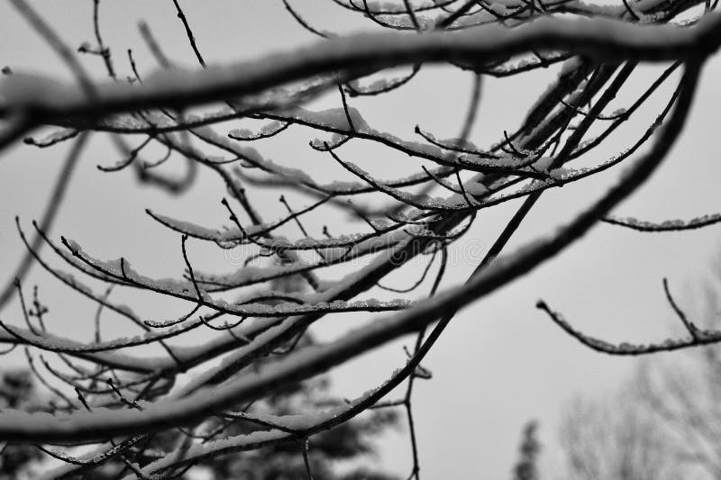 March Snow on Tree Branches Stock Image - Image of heavy, forest: 273128695