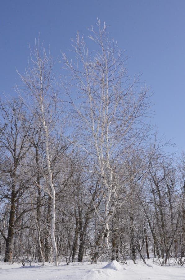March. the Snow is Sparkling.. Bank of the Volga. Stock Photo - Image ...