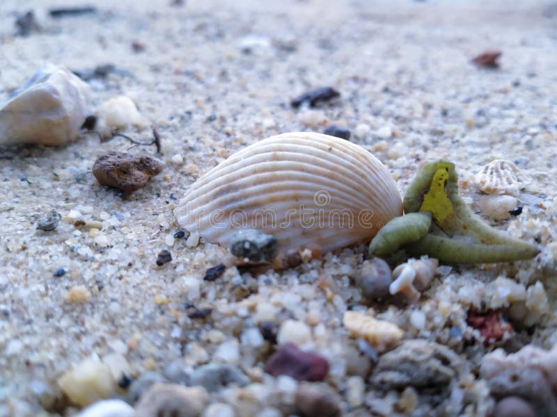 March 9th, 2021. an Abandoned Sea Animal Shell Stock Image - Image of ...
