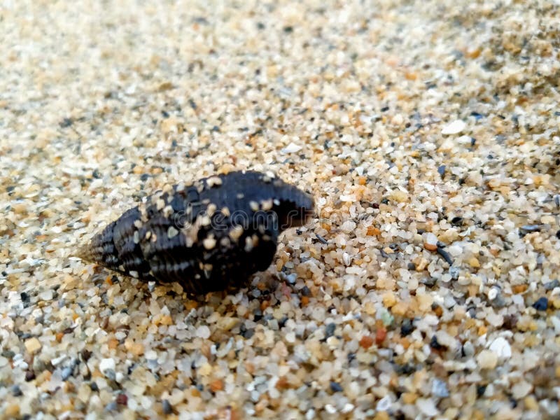 March 9th, 2021. a Sea Shell Lying on the Beach Sand Stock Image ...
