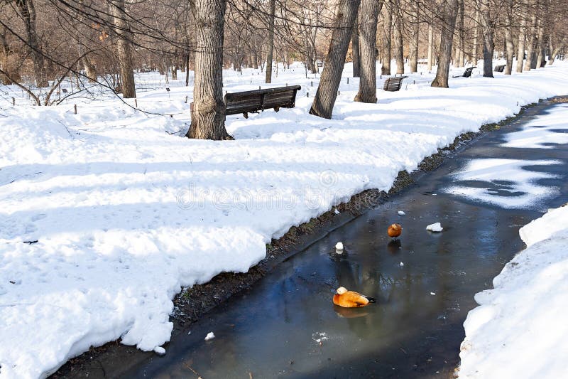 The March Thaw in the Park. the Onset of the First Warm Days Stock ...