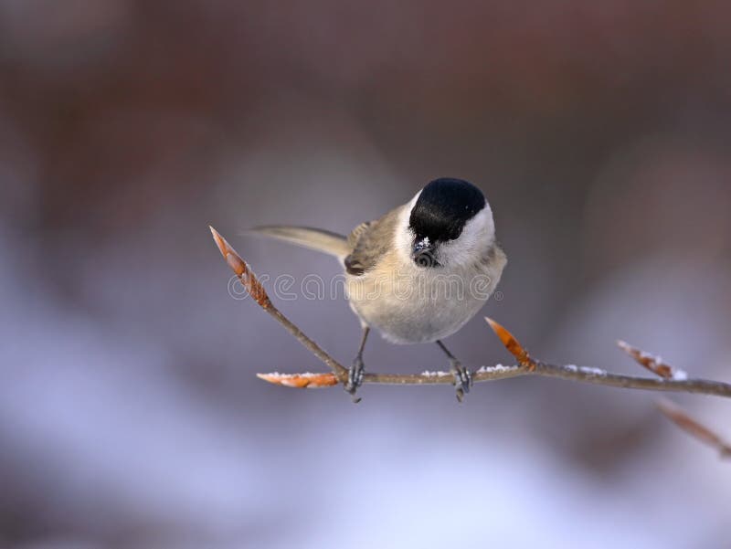 Titmouse stock photo. Image of tufted, parus, woods, northern - 83714