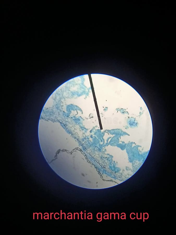 Marchantia Gama cup stock image. Image of marchantia - 267689885
