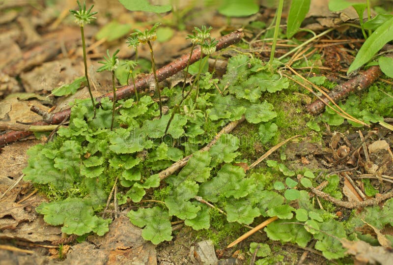 Marchantia polymorpha stock photo. Image of ground, liverwort - 28655470