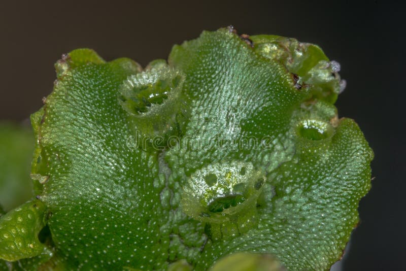 Marchantia polymorpha Moss stock image. Image of green - 207353193