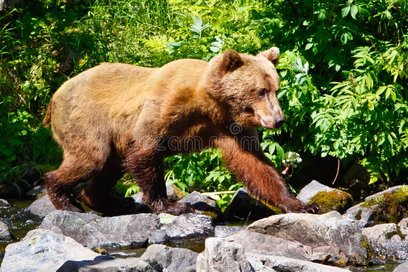 Position Et Consommation D'ours Gris De L'Alaska Brown Image stock ...