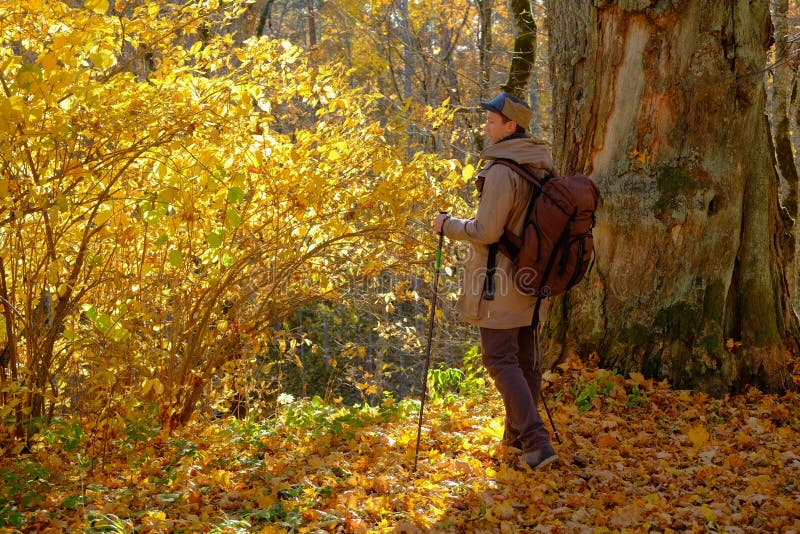 Marche dans la forêt image stock. Image of jupe, sunlight - 34860085