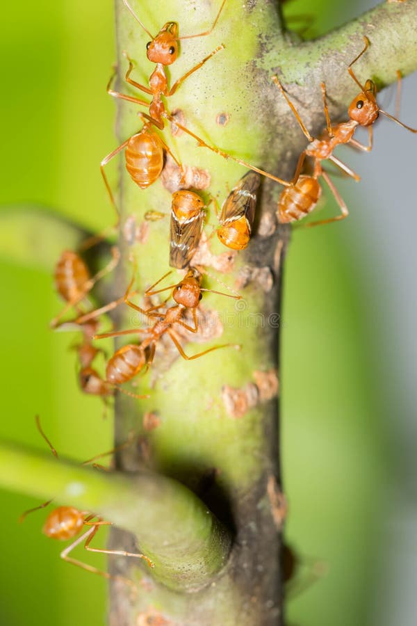 Fourmi De Groupe Marchant Sur L'arbre Photo stock - Image du armée ...