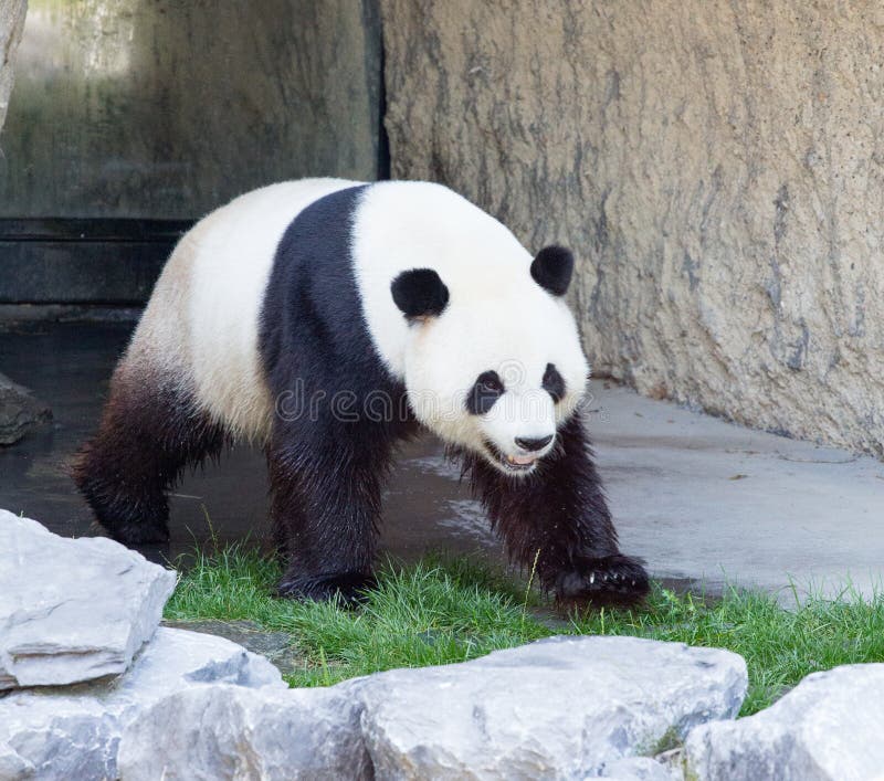 T Te De Panda Photos Stock - Téléchargez 11 Photos libres de droits