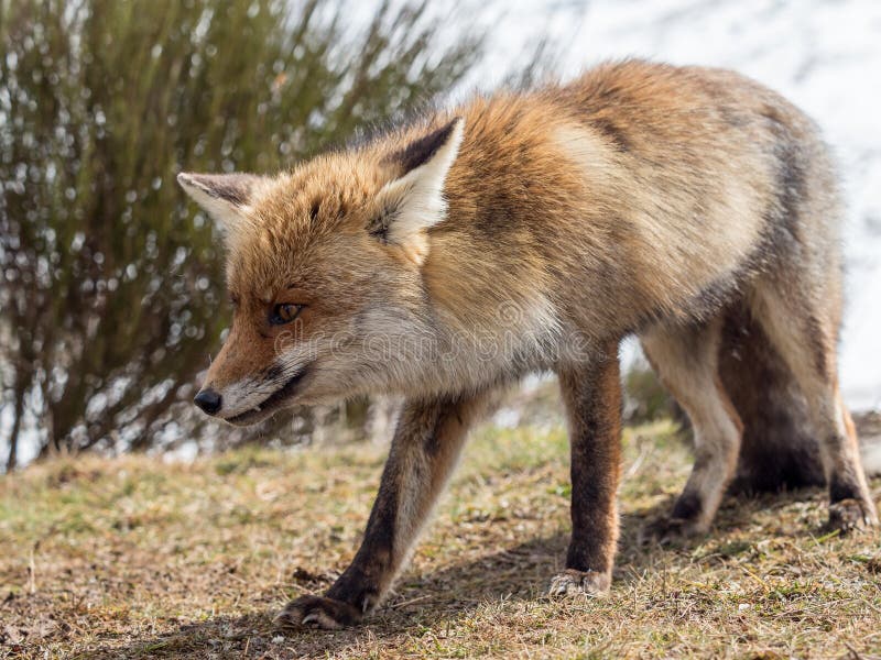 Marche De Renard Rouge (vulpes De Vulpes) Image stock - Image of ...