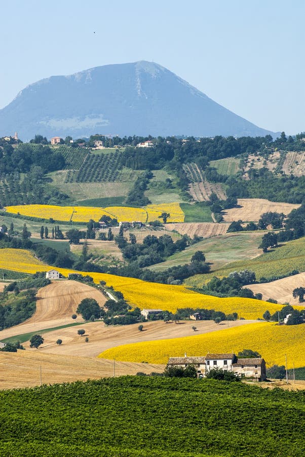 Marches (Italy), landscape stock photo. Image of sunflowers - 28899578