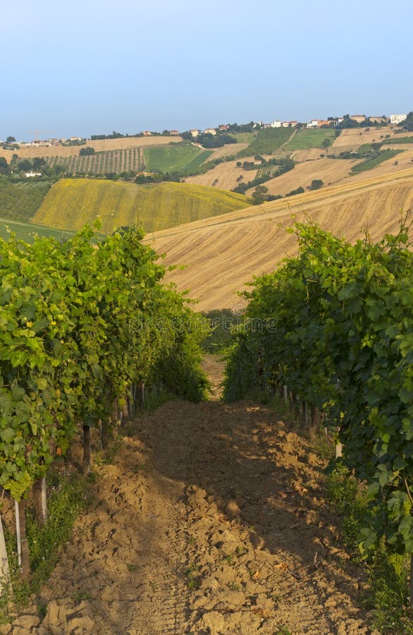Marches (Italy) - Vineyards Stock Photo - Image of landscape, nature ...