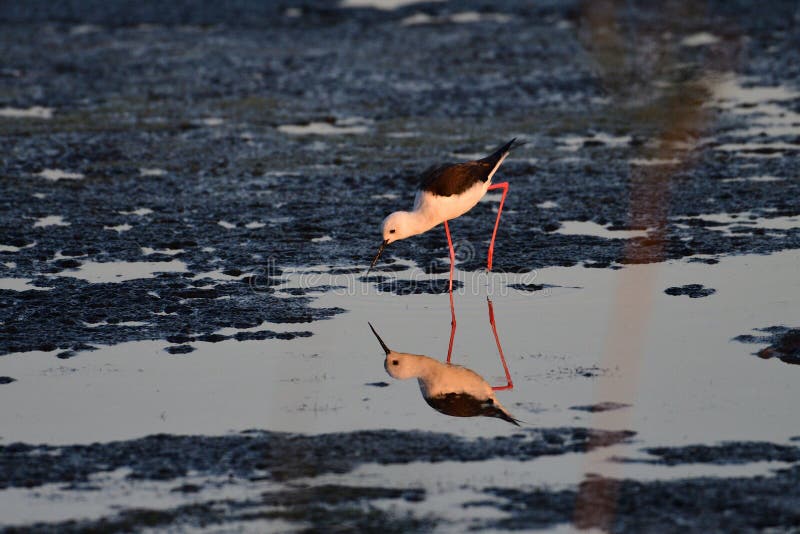 Marcheur Sur Pilotis Avec Son Reflet Dans L'étang Image stock - Image ...