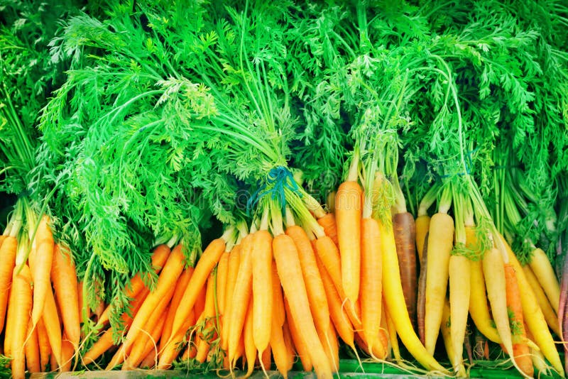 Marchewka zdjęcie stock. Obraz złożonej z bujny, składnik - 33743984