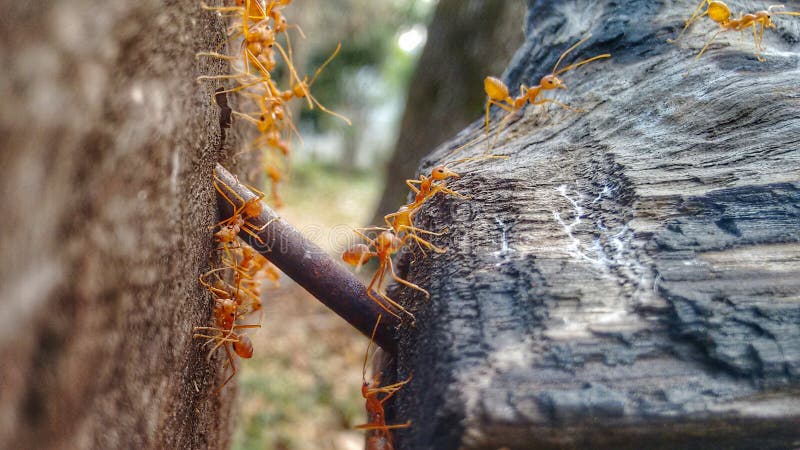 Marching Ants stock photo. Image of carpenter, group - 15089766