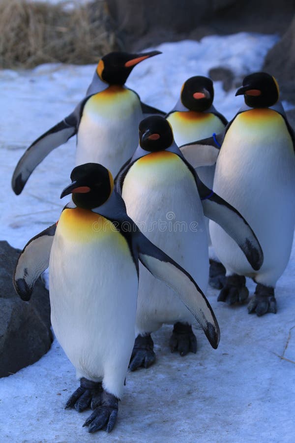Marching penguins stock photo. Image of king, penguins - 67864990
