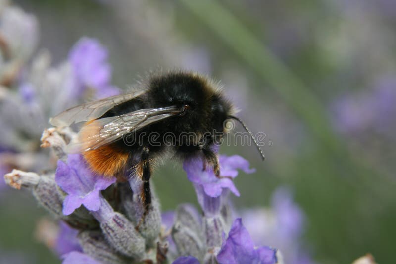 Macro bumblebee on flower stock photo. Image of flowers - 69554020