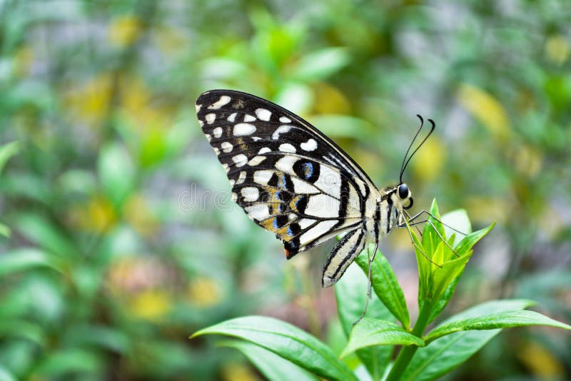Marco Butterfly stock photo. Image of wide, wing, macro - 120156362