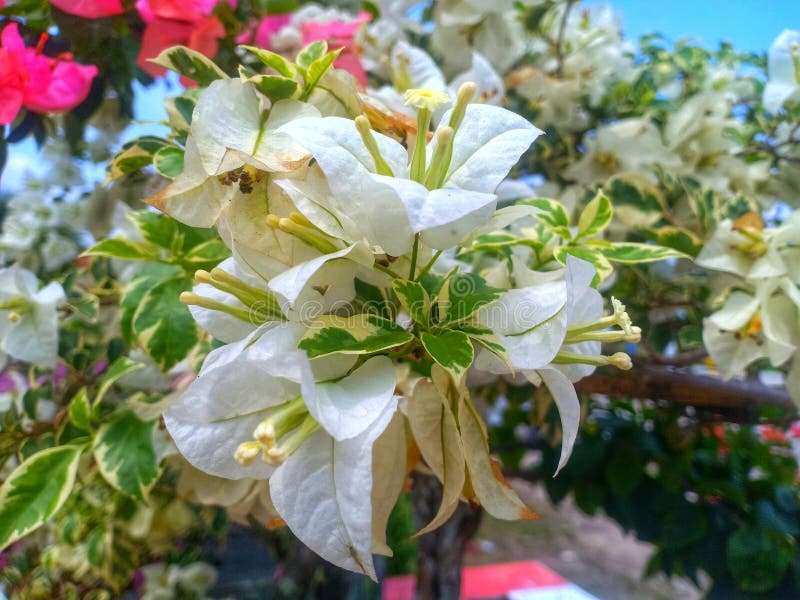 Marco Completo De Varios Tipos De Flores Imagen de archivo - Imagen de ...
