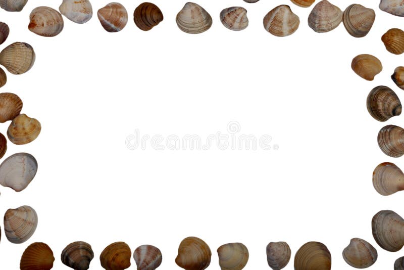 Marco De La Concha De Mar Aislado En Fondo Blanco Imagen de archivo ...