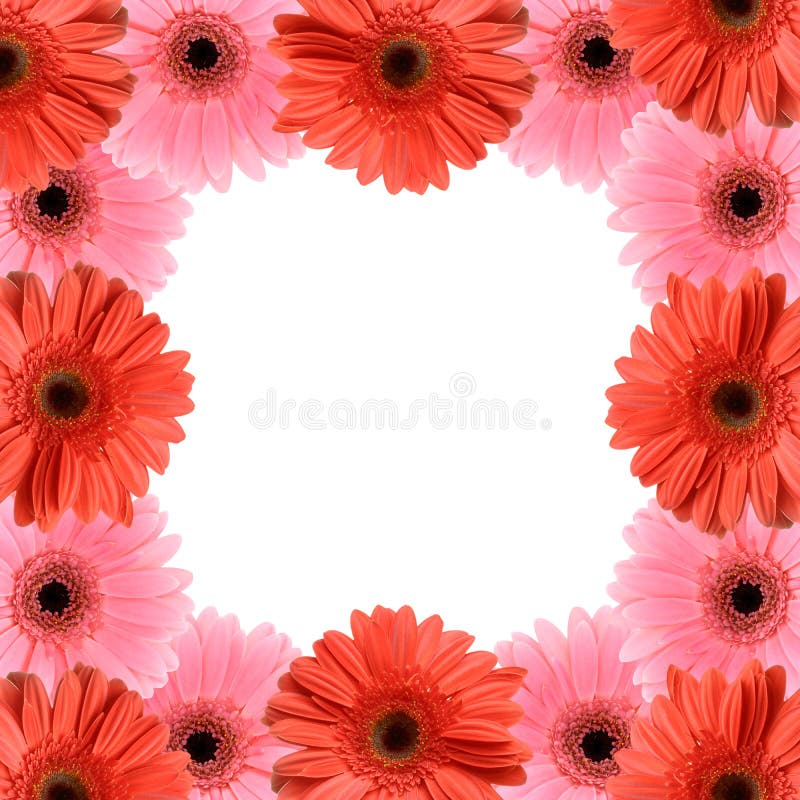 2,915 Flores Rosadas Del Gerbera Marco Fotos de stock - Fotos libres de ...
