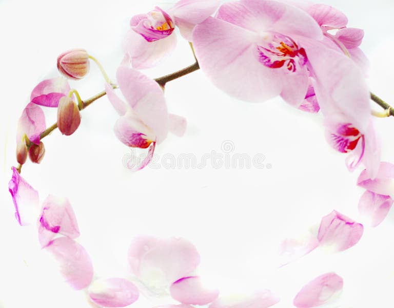 Marco de las orquídeas foto de archivo. Imagen de calma - 4659872