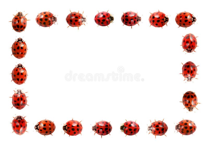 Marco del Ladybug imagen de archivo. Imagen de rojo, marco - 7805353