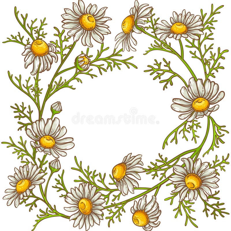 Marco Del Vector De La Flor De La Manzanilla Ilustración del Vector ...