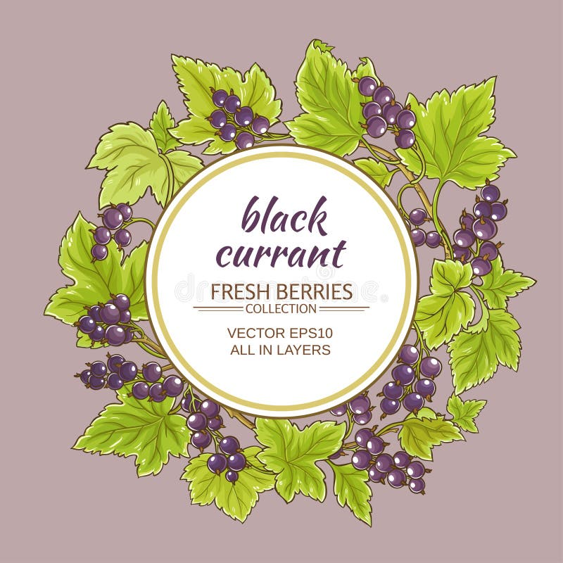 Marco Del Vector De La Grosella Negra Ilustración del Vector ...