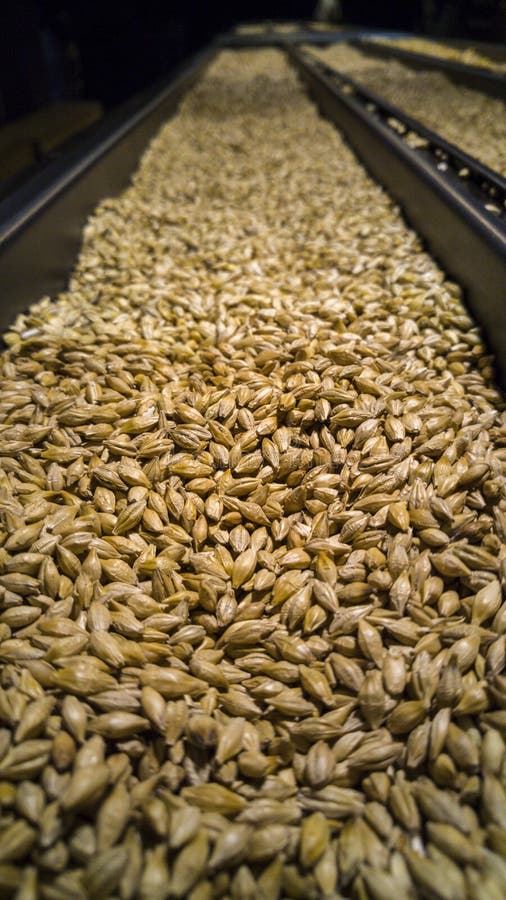 Marco Shot of a Unmalted Barley. Stock Photo - Image of brewery, crop ...