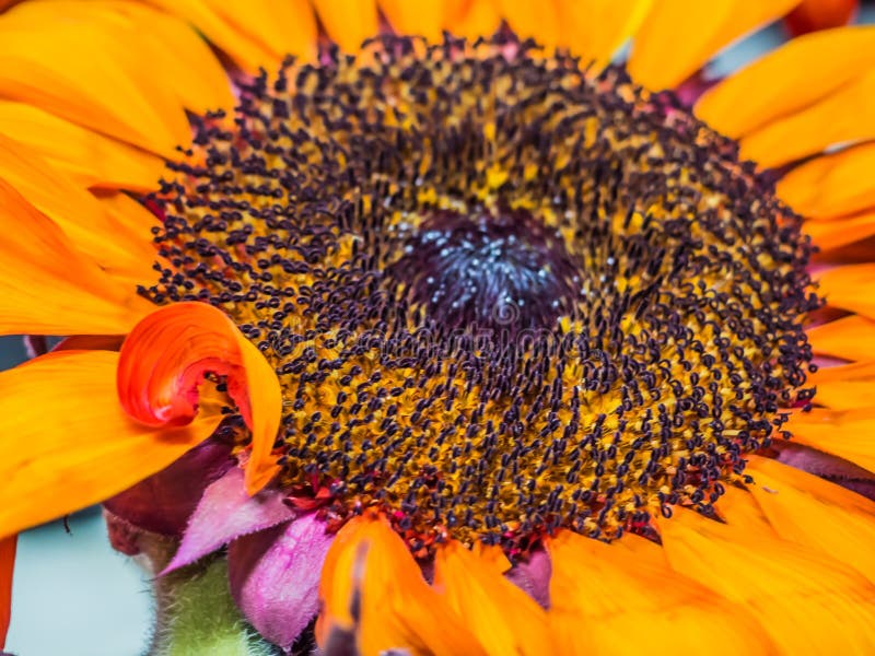 Marco Sunflower Florets stock photo. Image of outdoor - 95664632