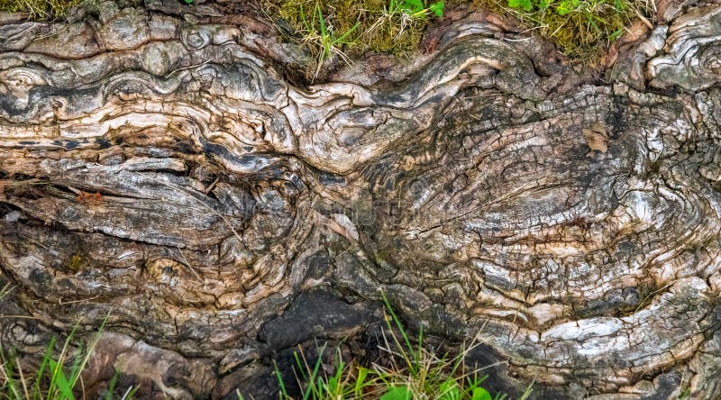 Marco of Tree Rings in Root in Forest Stock Image - Image of leaf ...