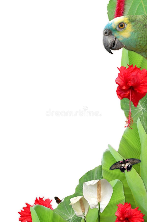 Marco tropical de la selva foto de archivo. Imagen de verde - 14097108