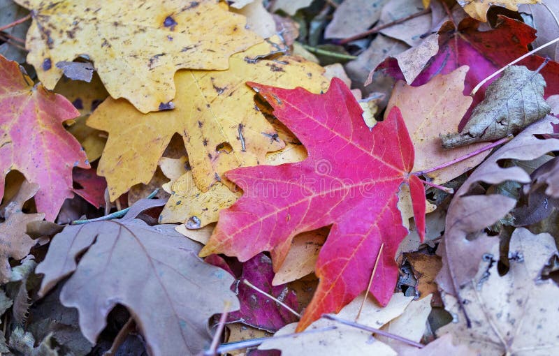 Scattered Fall Maple Leaves on White Background Stock Image - Image of ...