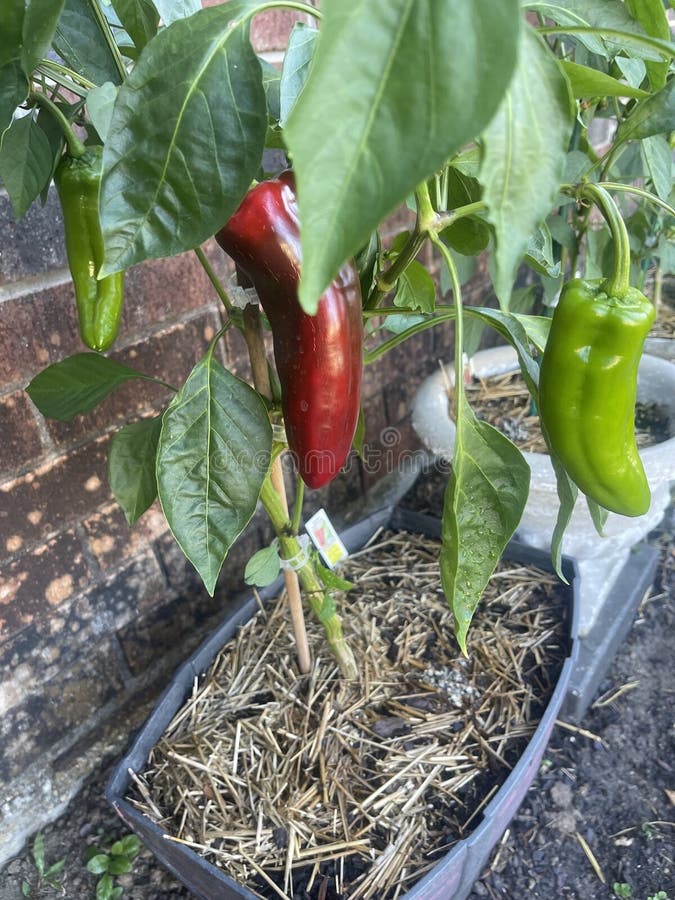 Marconi Red Sweet Pepper Plant Stock Photo - Image of italian ...