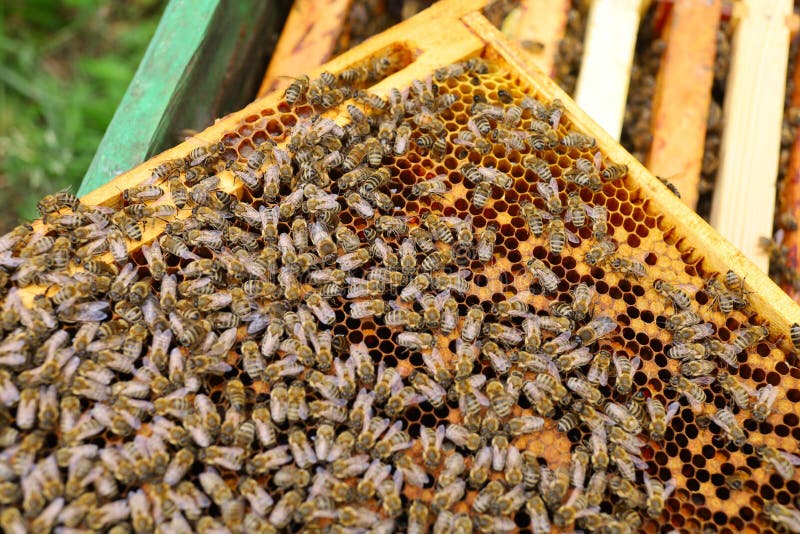 Marcos Con Abejas En Los Colmenares Imagen de archivo - Imagen de panal ...