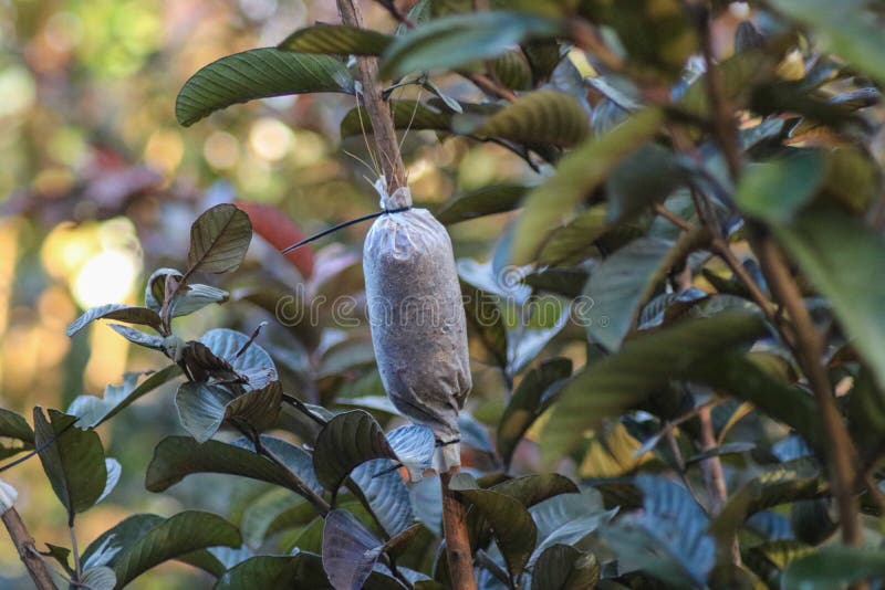 Marcotting in the Philippines Stock Image - Image of natural, plant ...