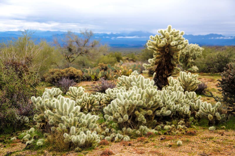 Cactus stock photo. Image of cacti, desert, plant, arid - 11955570
