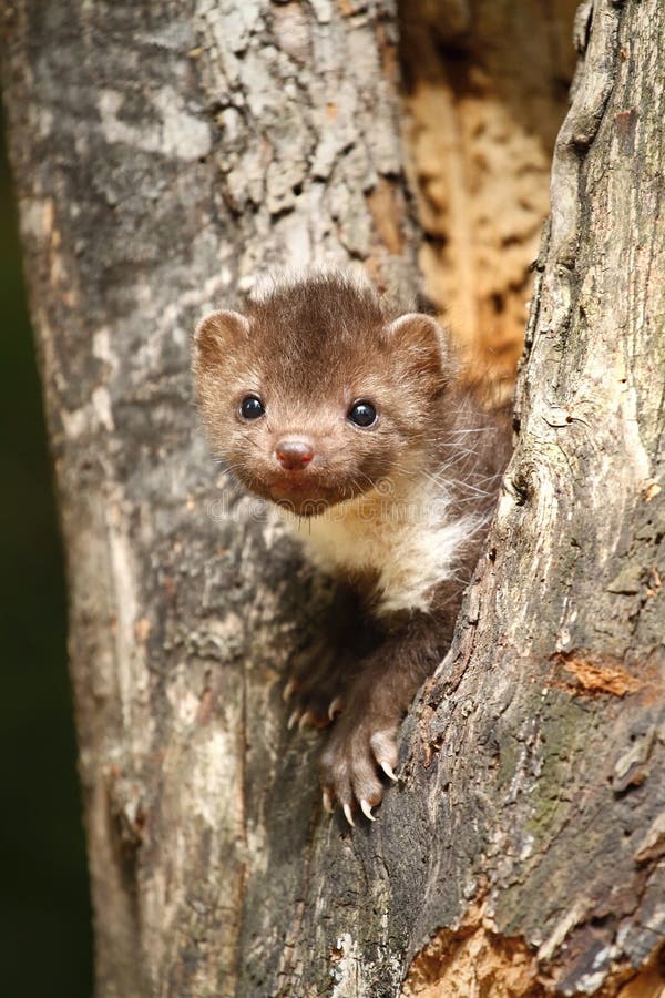 Kleiner Marder stockbild. Bild von entzückend, tier, nave - 55512029