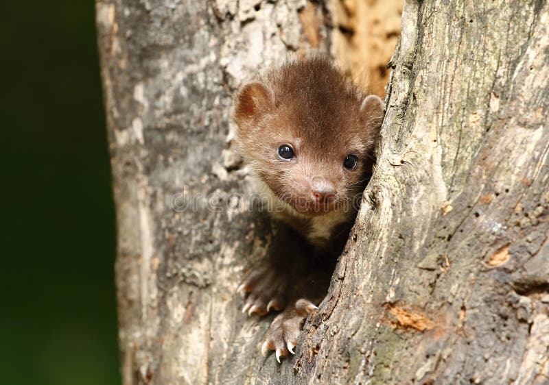 Marder im Stamm stockfoto. Bild von säugetier, stamm - 55512424